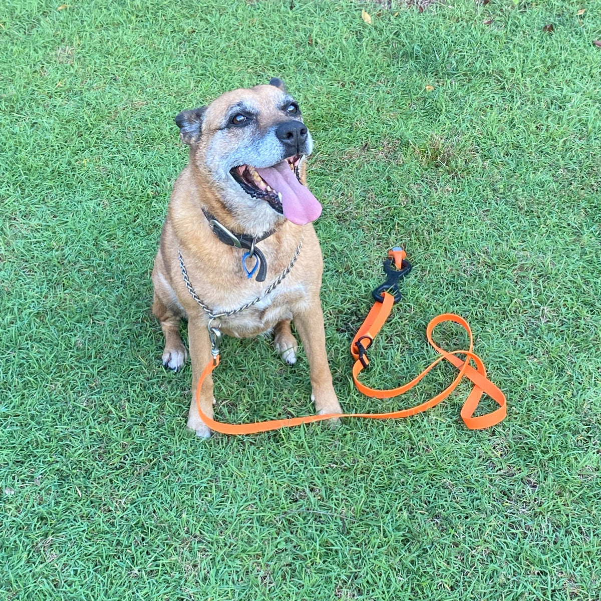 Pet Restraint Kit – Ground Dogs