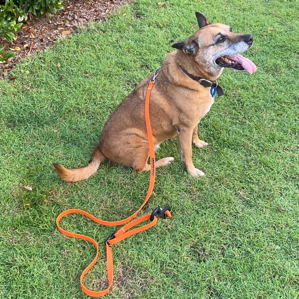 Ground Dogs Pet Lead - 2 metre